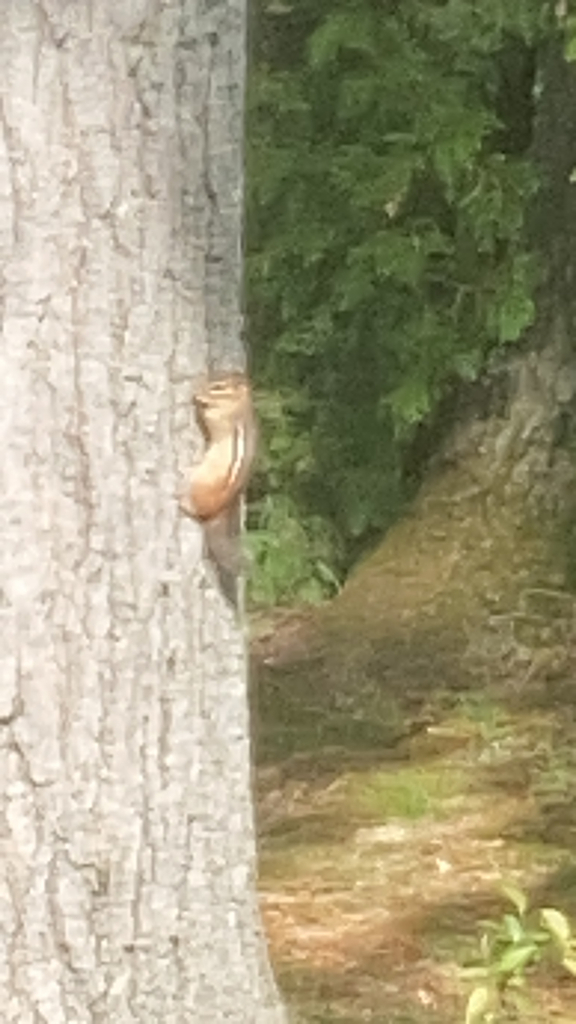 Eastern Chipmunk from Colchester on May 18, 2022 at 04:26 PM by Rex ...
