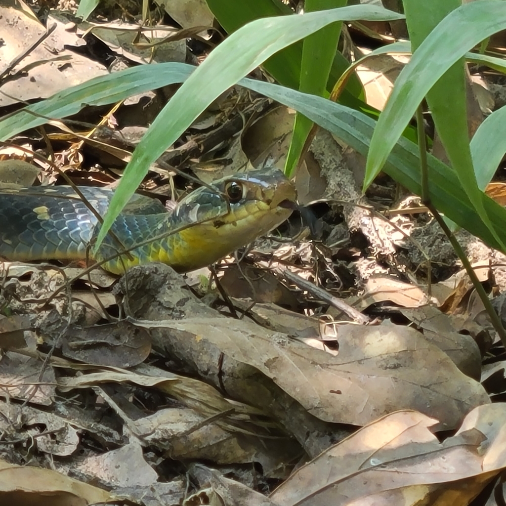 Buttermilk Racer from Magnolia, TX 77355, USA on May 18, 2022 at 11:28 ...