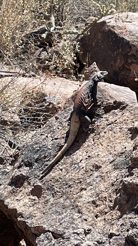 Common Chuckwalla from Superstition Mountains, Superior, AZ, US on May ...