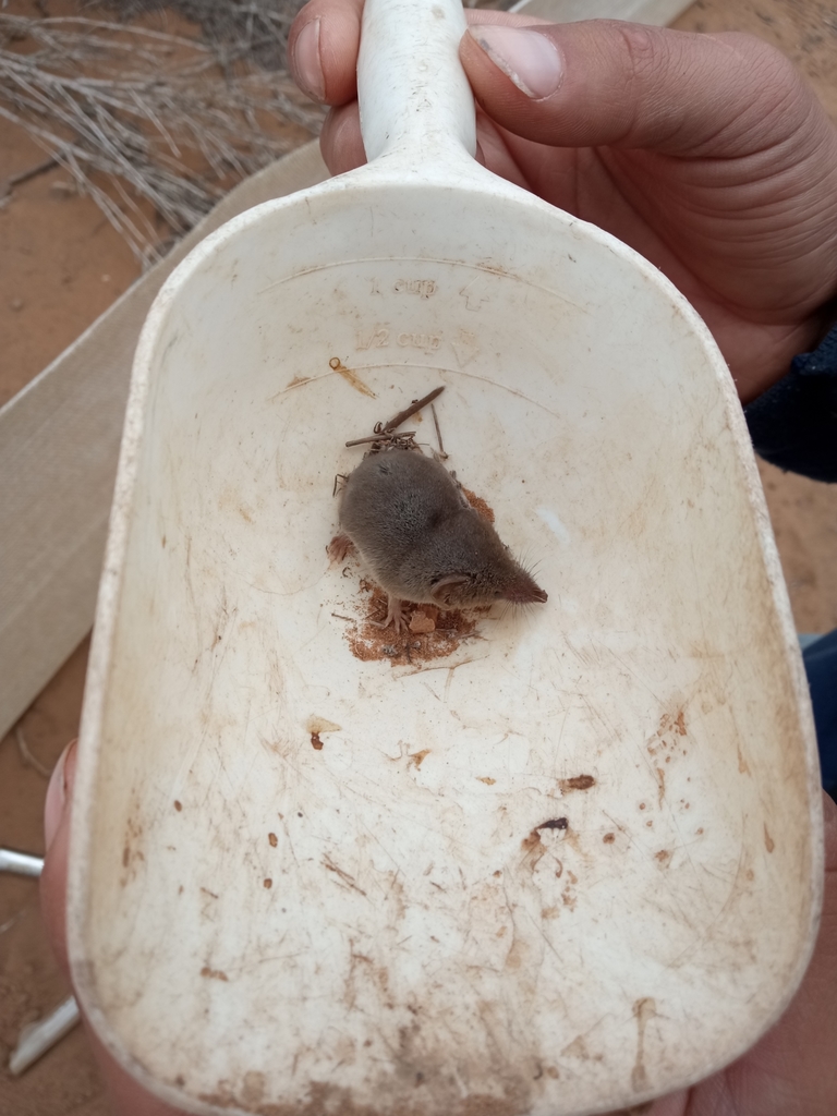 Ticul’s desert shrew from 22971 B.C., México on May 18, 2022 at 12:11 ...