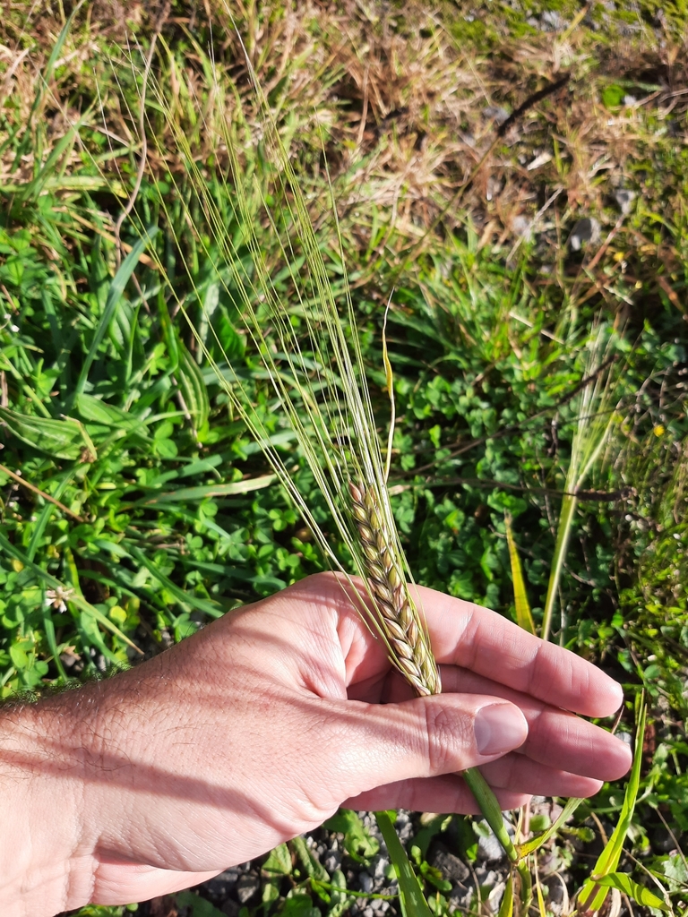Common Barley from Tariki, New Zealand on May 18, 2022 at 12:47 PM by ...