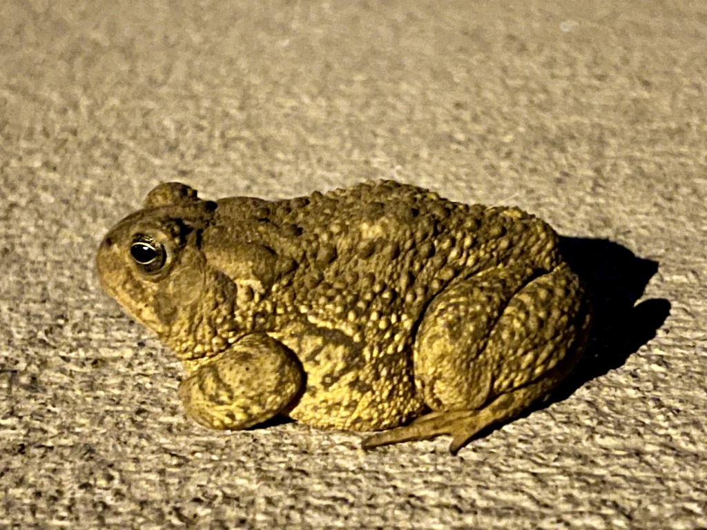 Woodhouse's Toad from Sand Creek Regional Greenway, Denver, CO, US on ...