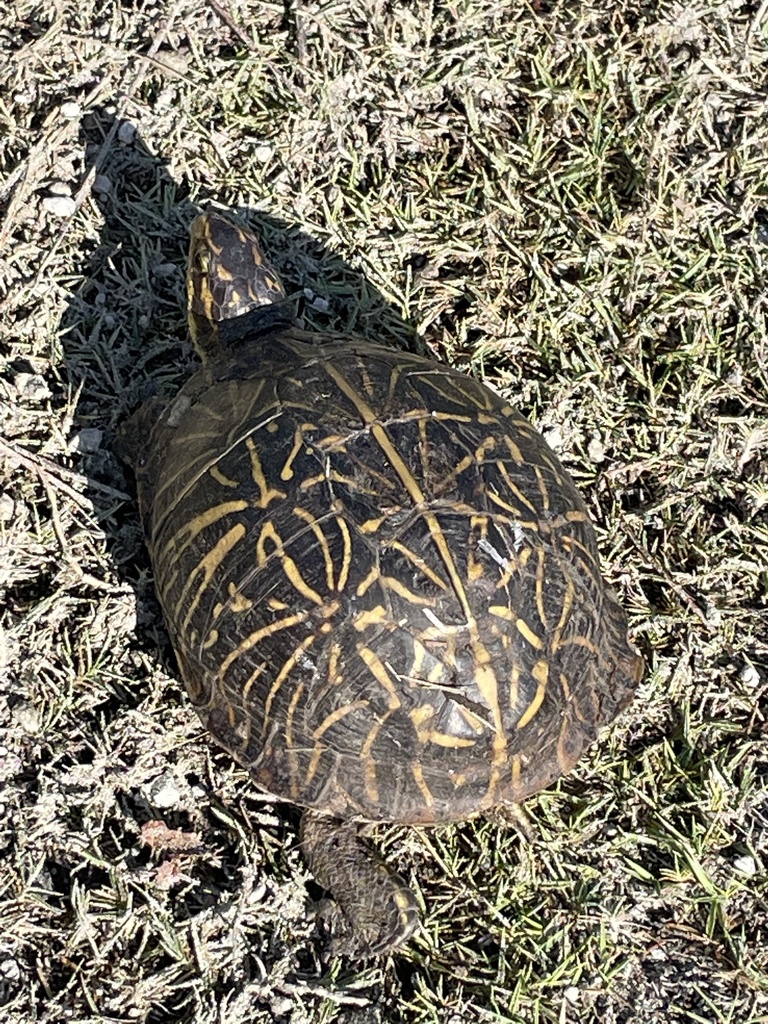 Florida Box Turtle from Big Pine Key, Big Pine Key, FL, US on May 18 ...