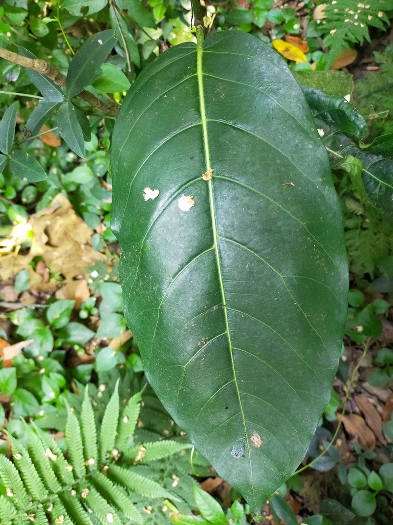 hauli tree from Kaohsiung City, Taiwan on April 13, 2022 at 03:02 PM by ...