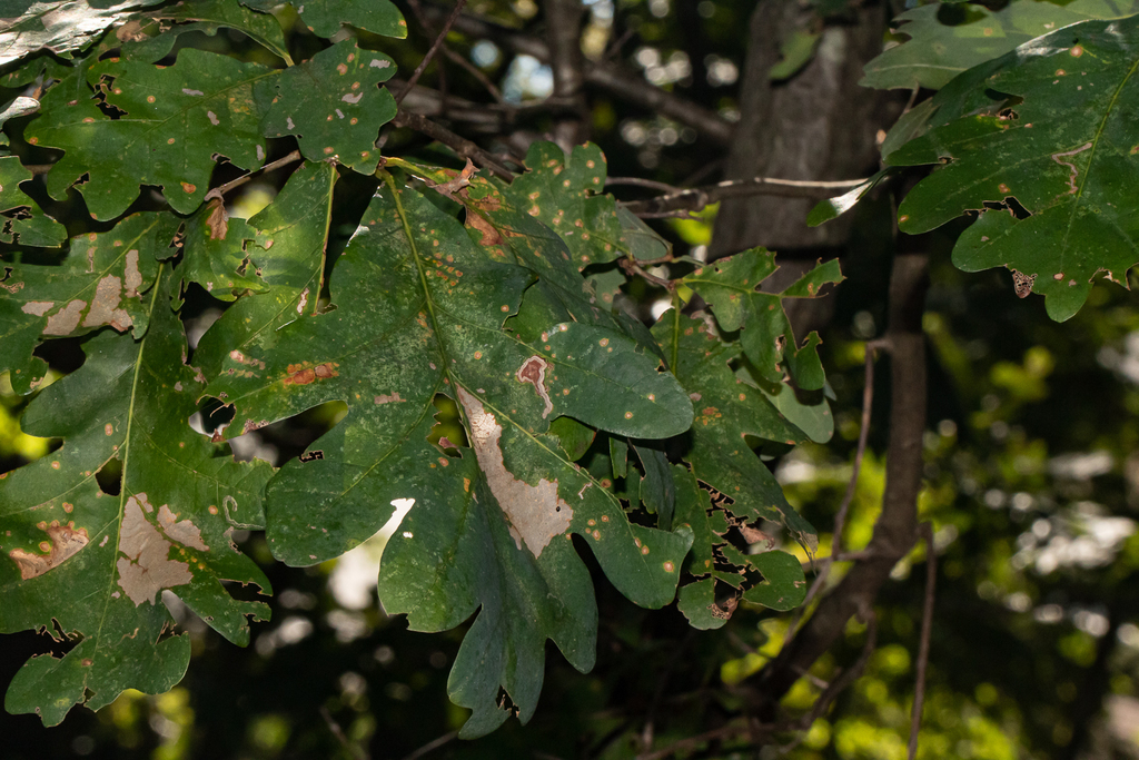 white oak from Severn, MD, USA on September 24, 2021 at 04:01 PM by ...
