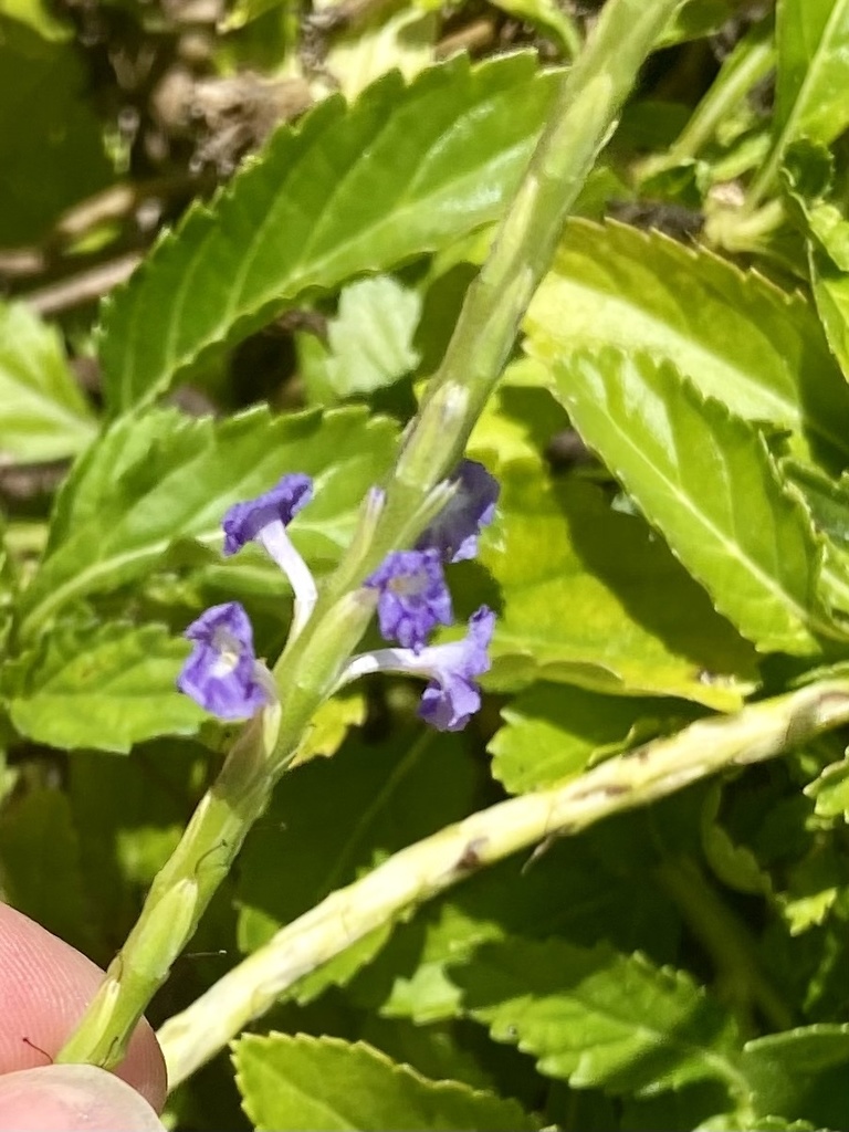 Blue Porterweed from Big Pine Key, Big Pine Key, FL, US on May 18, 2022 ...