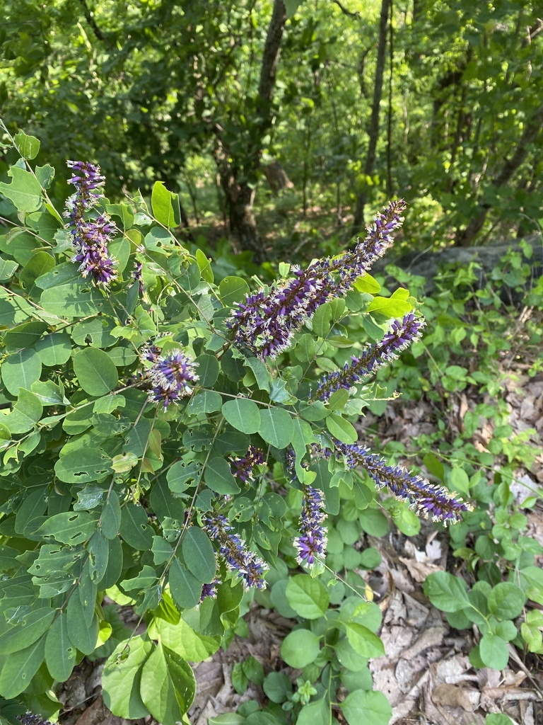 Mountain False Indigo from Pisgah National Forest, Candler, NC, US on ...