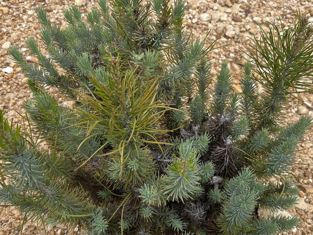 singleleaf pinyon from Los Padres National Forest, Santa Barbara, CA ...