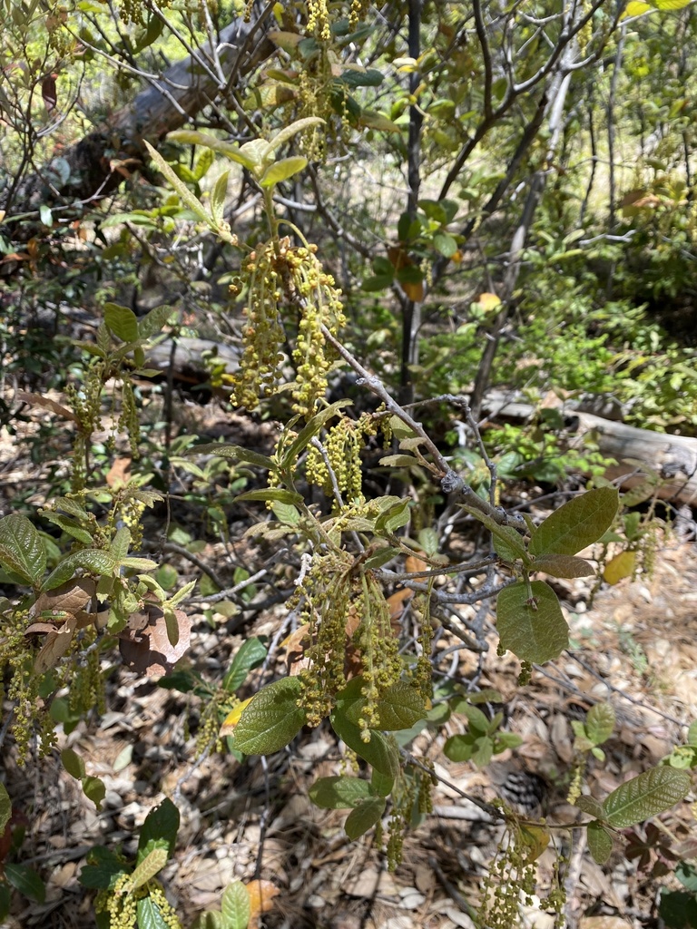 netleaf oak from Coronado National Forest, Tucson, AZ, US on May 14 ...