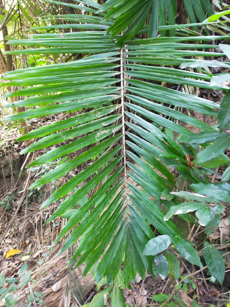 Arenga Palm from Kaohsiung City, Taiwan on April 14, 2022 at 03:09 PM ...