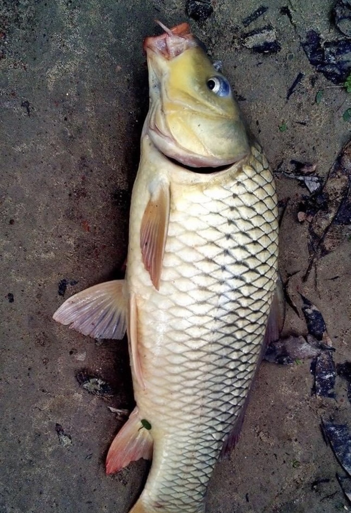 European Carp on May 18, 2022 at 11:06 AM by Camden Steele · iNaturalist