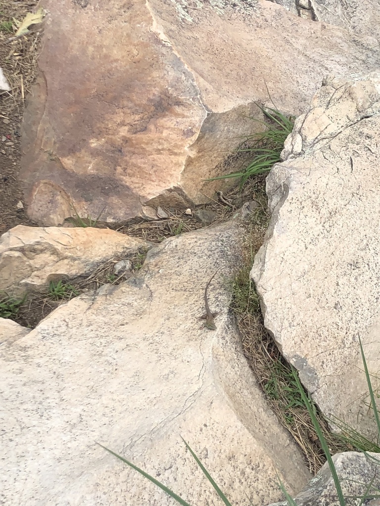Prairie Racerunner from Pinnacle Mountain State Park, Roland, AR, US on ...