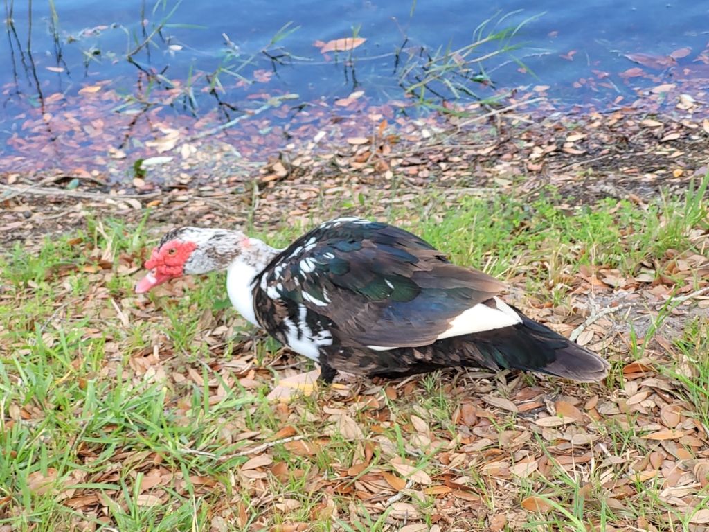 Domestic Muscovy Duck from Palm Pky and S Apopka Vineland Rd, Florida ...