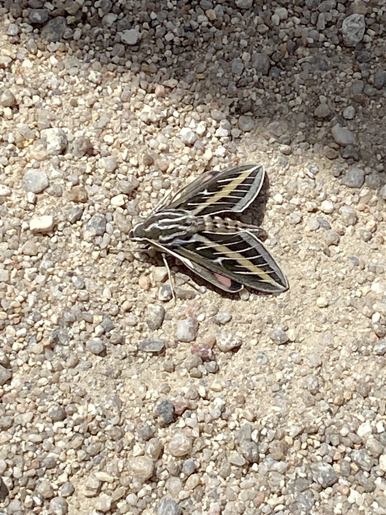 White-lined Sphinx from Mojave National Preserve, Essex, CA, US on May ...
