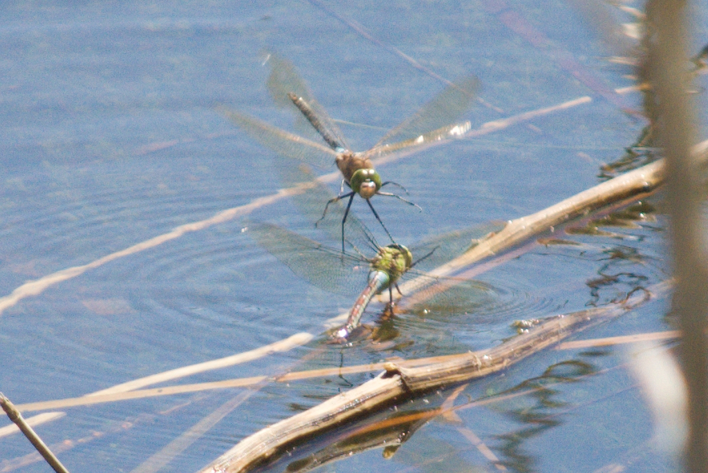 Lesser Emperor on May 03, 2015 by Enrico Schifani · iNaturalist
