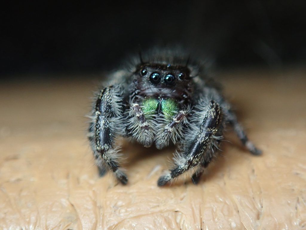 Bold Jumping Spider from Maui, Hawaii, United States on May 18, 2022 at ...