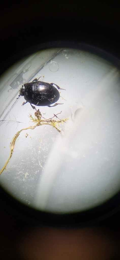 Saprinus from A3, 59650 Villeneuve-d'Ascq, France on May 19, 2022 at 11 ...