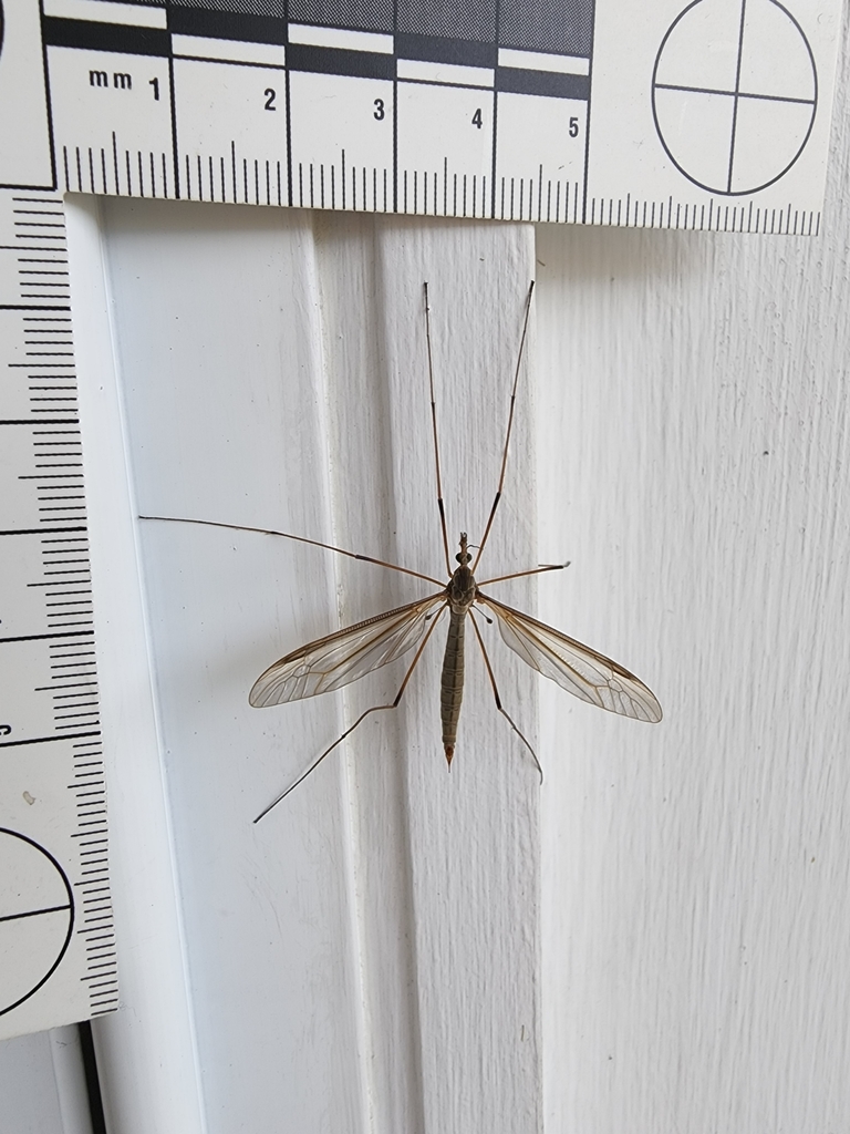 Marsh Crane Fly in May 2022 by John Killham · iNaturalist