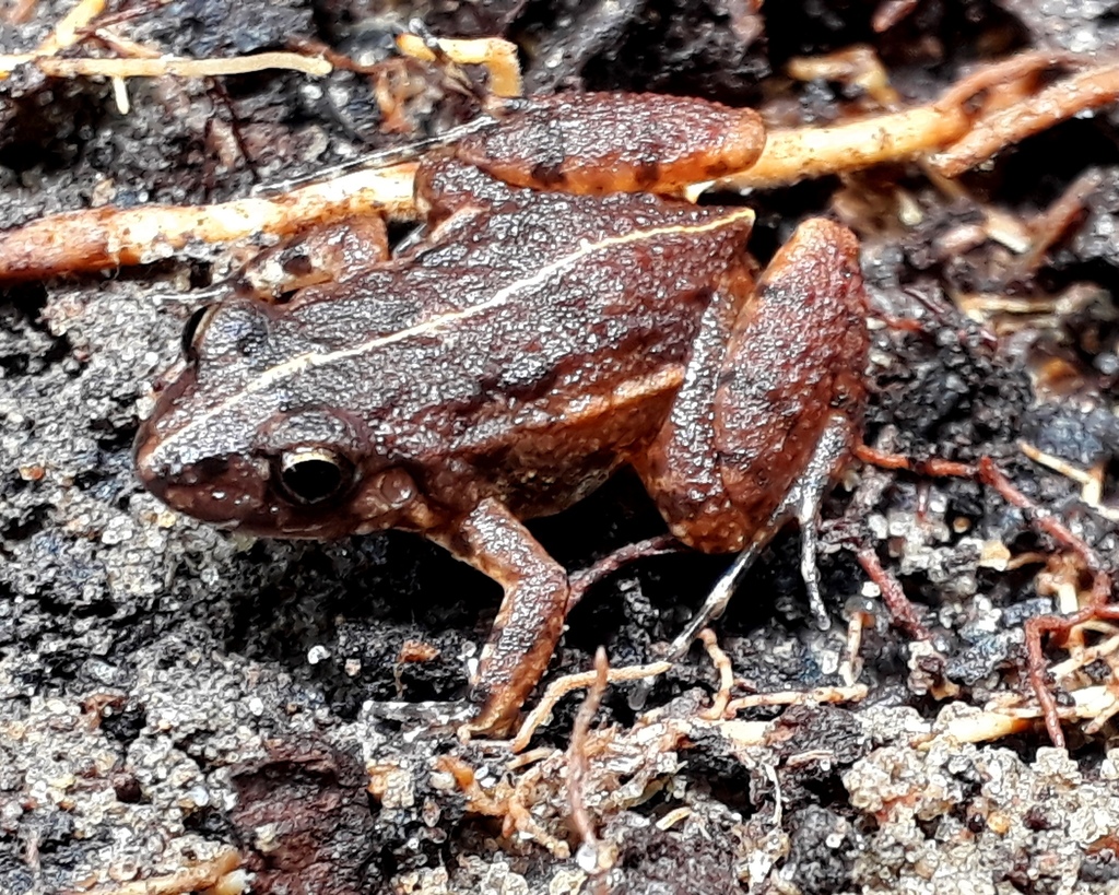 Cocha Chirping Frog from Universitário, Belém - PA, Brasil on April 6 ...