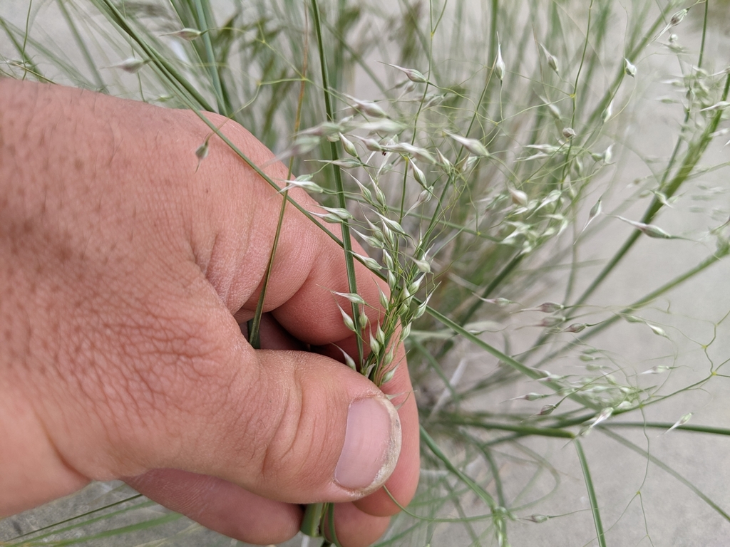 Sand Ricegrass from Hatton, WA 99344, USA on May 18, 2022 at 04:17 PM ...