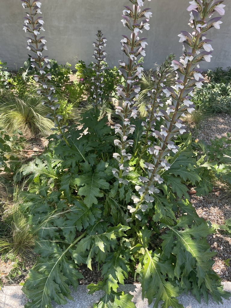 Acanthus from Bouldin Ave, Austin, TX, US on May 14, 2022 at 02:31 PM ...