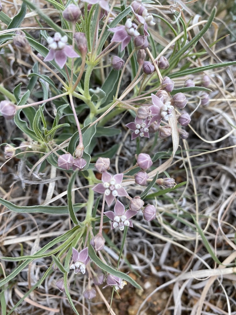 Wheel milkweed from Hasty, CO, US on May 5, 2022 at 03:25 PM by ashwhy ...