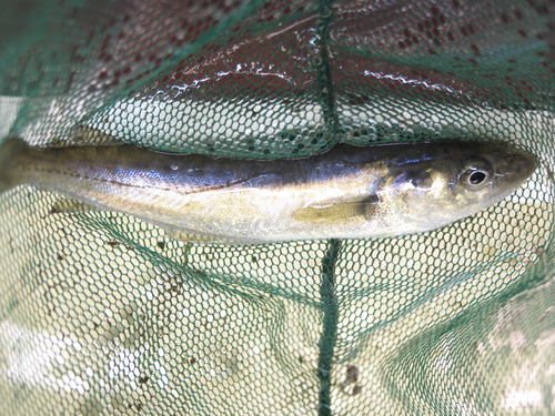 Genus Microgadus · iNaturalist United Kingdom