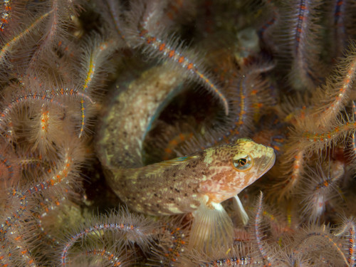 Stripefin Ronquil (Rathbunella alleni)