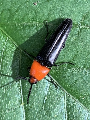 género Tomicephalus · iNaturalist Ecuador
