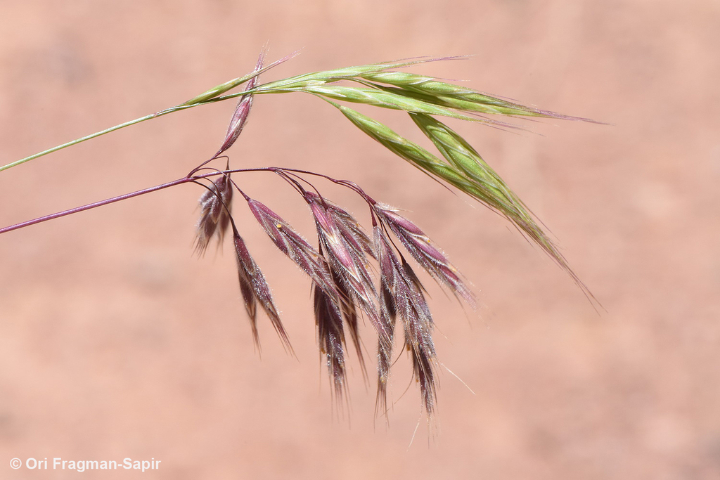 Japanese Brome from Sant Katrin, Janub Sina', Egypt on May 10, 2022 at ...