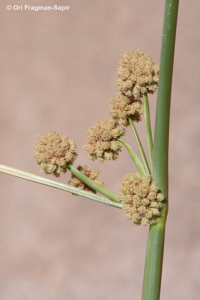 Round-headed Clubrush from Sant Katrin, Janub Sina', Egypt on May 11 ...