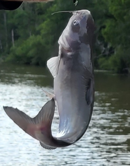 Blue Catfish from Horry County, SC, USA on May 19, 2022 at 03:12 PM by ...