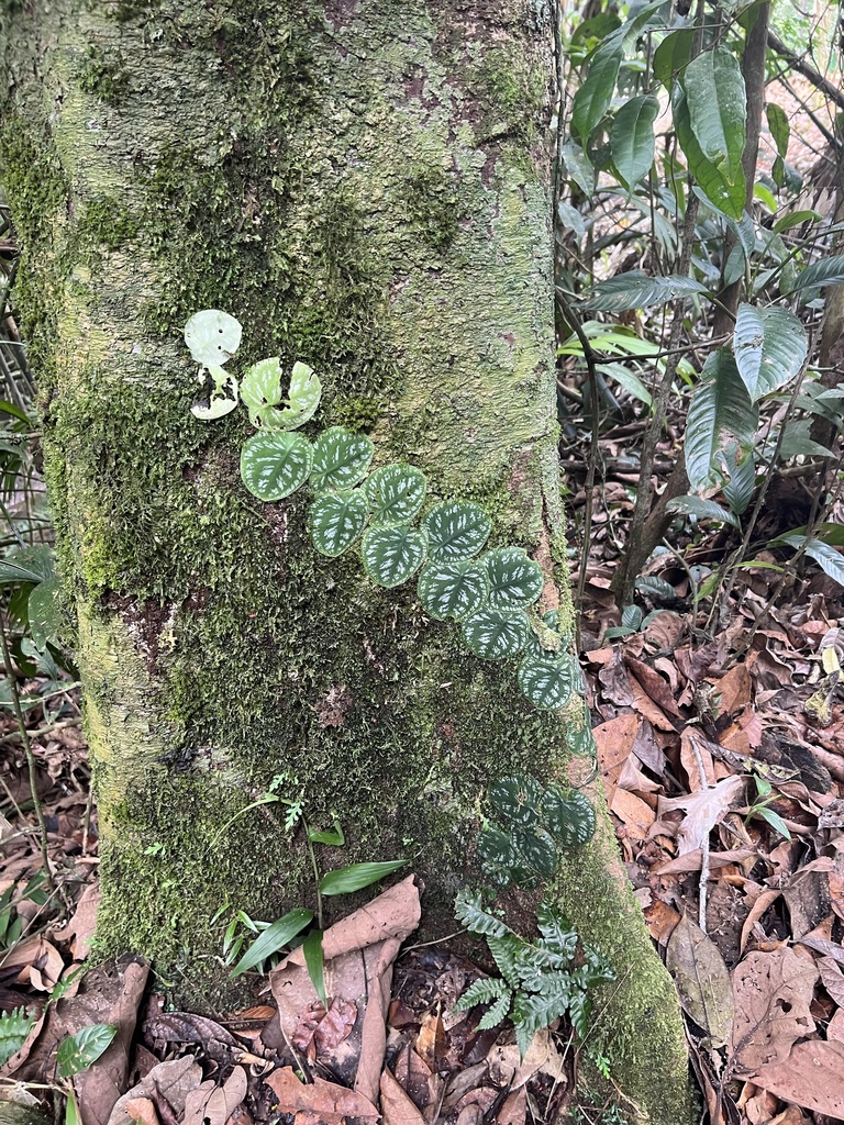 Monstera tuberculata brevinoda from Sendero Universal, Sarapiqui ...