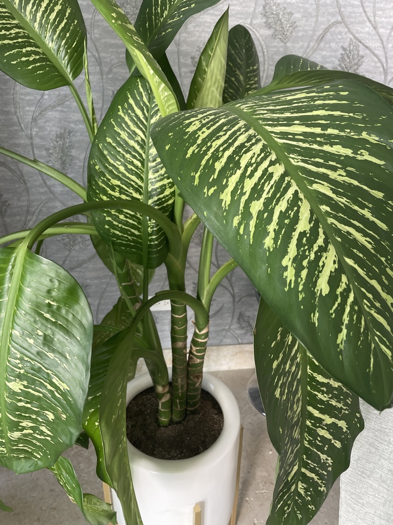 tuftroot in May 2022 by María Orta · iNaturalist