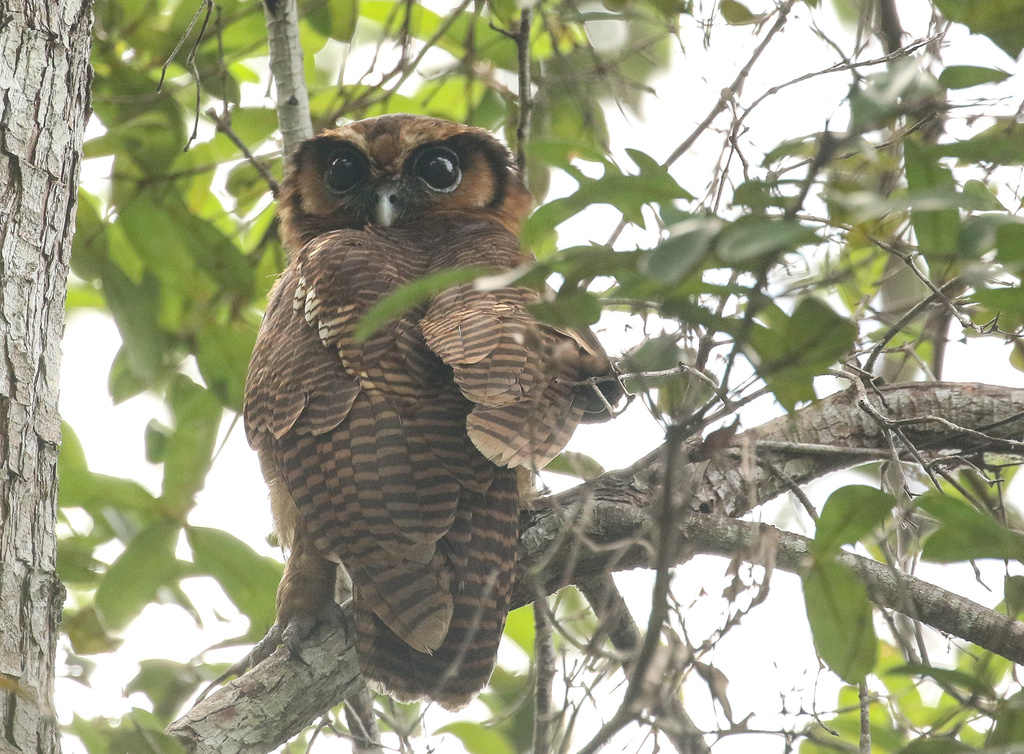 Brown Wood-Owl from Borneo, Kabupaten Kotawaringin Barat, Central ...