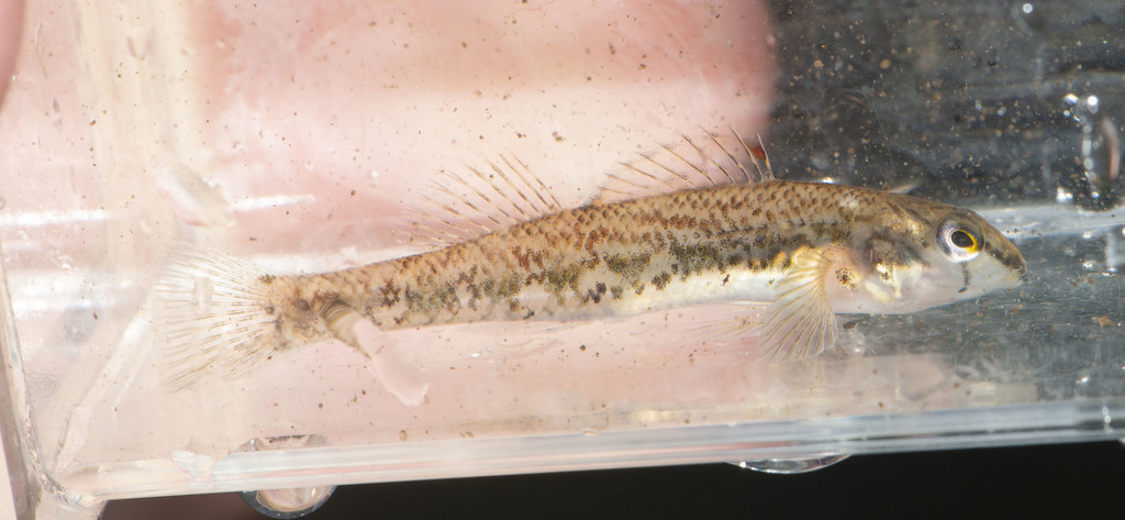 Coosa Darter from Polk County, TN, USA on May 17, 2022 at 09:30 AM by ...