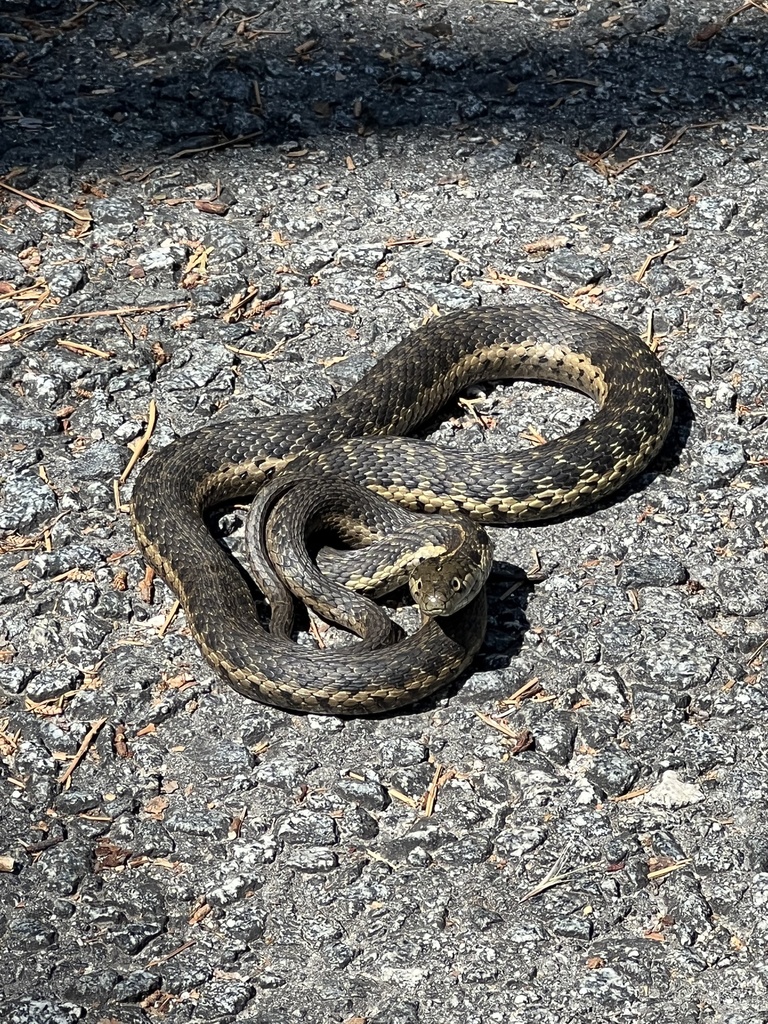 Sierra Garter Snake from Yosemite National Park, Mariposa County, US-CA ...
