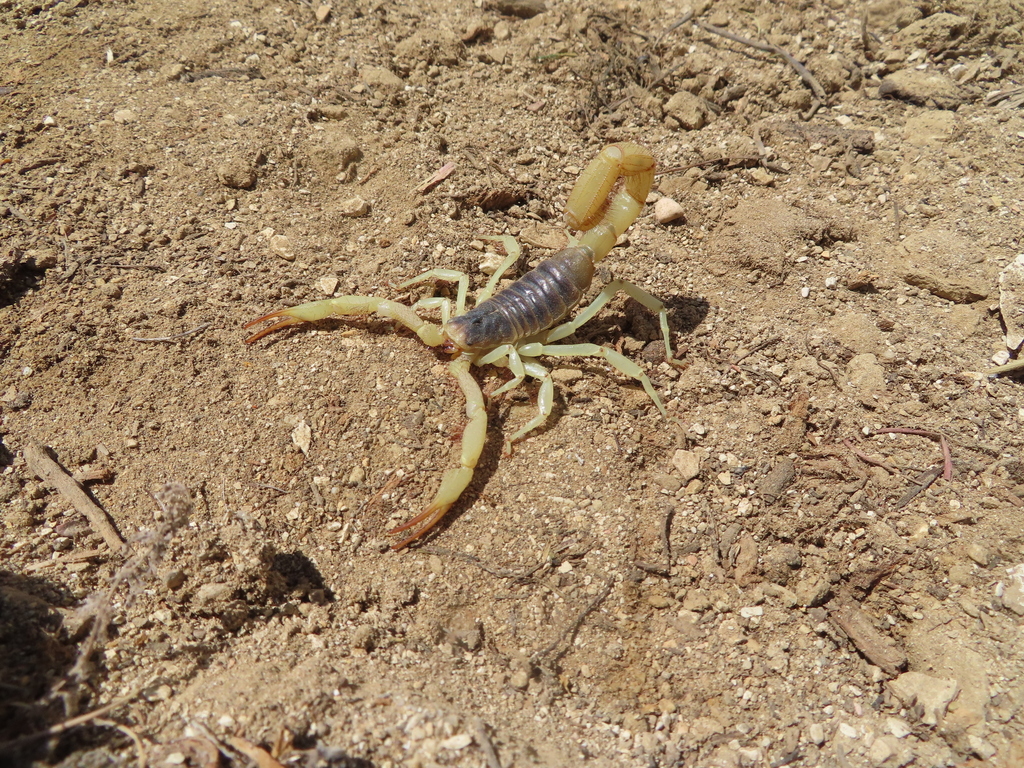 Hadrurus obscurus from Kern County, CA, USA on April 25, 2022 at 01:24 ...