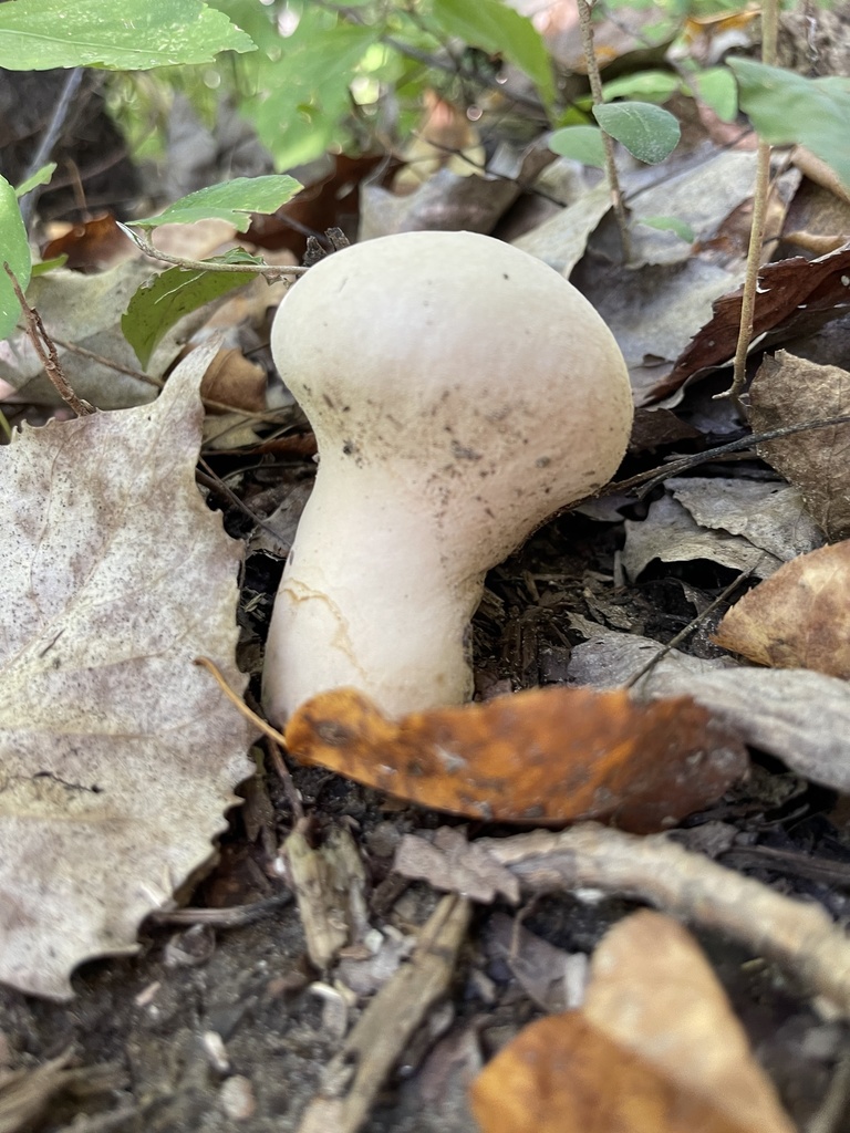 Pestle Puffball from Imagination Glen, Portage, IN, US on October 18 ...