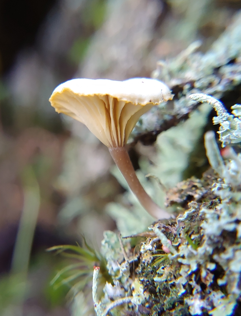 Lichen Agaric from Anacortes, WA 98221, USA on May 19, 2022 at 05:04 PM ...