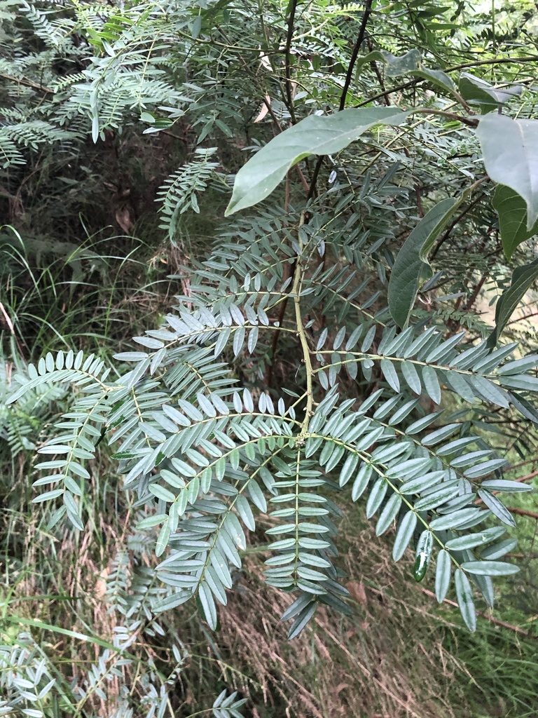 Senna barronfieldii from Grose Vale Rd, Kurrajong, NSW, AU on May 20 ...