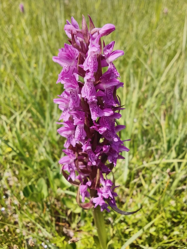 Marsh orchids from 73190 La Thuile, France on June 10, 2021 at 02:50 PM by ferlay myriam ...