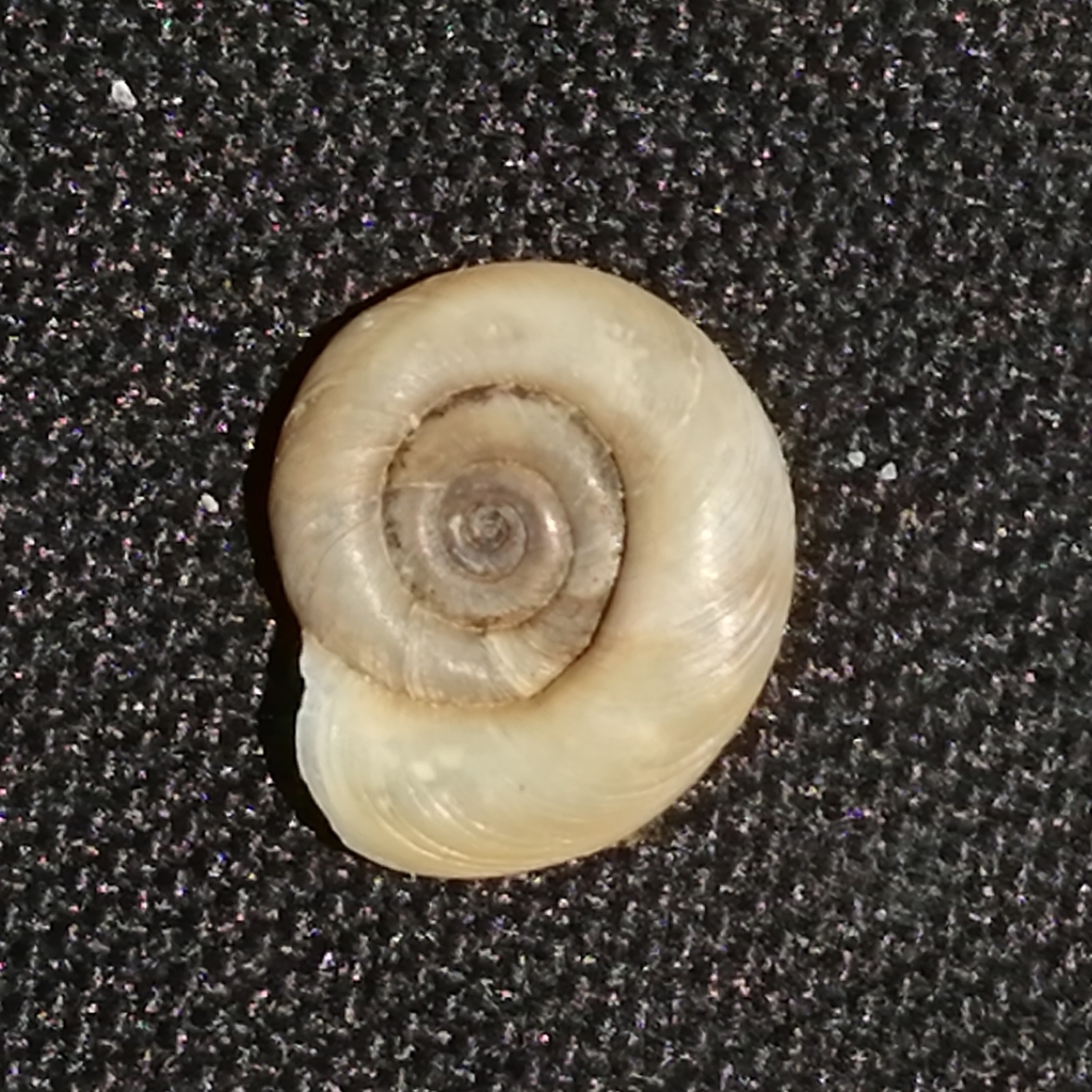 Margined Ram's-horn from Mikra, Greece on May 20, 2022 at 11:11 AM by ...