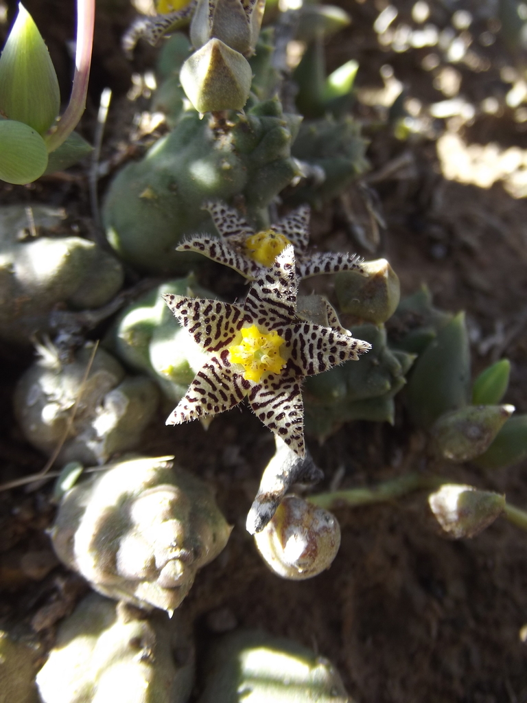 Piaranthus comptus in April 2022 by Ludwig Muller / Intshe · iNaturalist