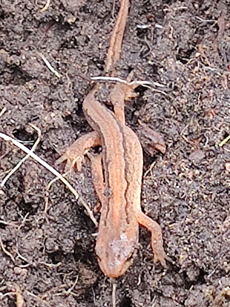 Smooth Newt from Kerry, IE on May 19, 2022 at 01:38 PM by Kevin ...