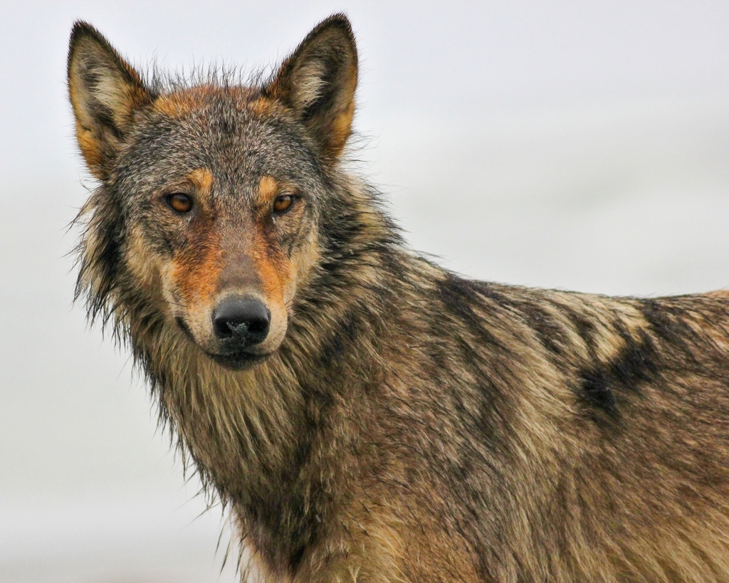 Gray Wolf from Gold River, BC V0P 1G0, Canada on June 15, 2020 at 08:32 ...