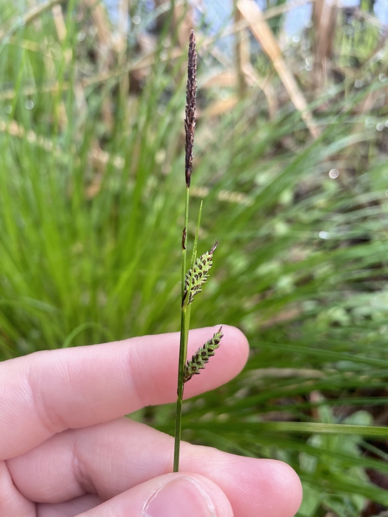 tussock sedge from West Brook Pond, East Islip, NY, US on May 20, 2022 ...