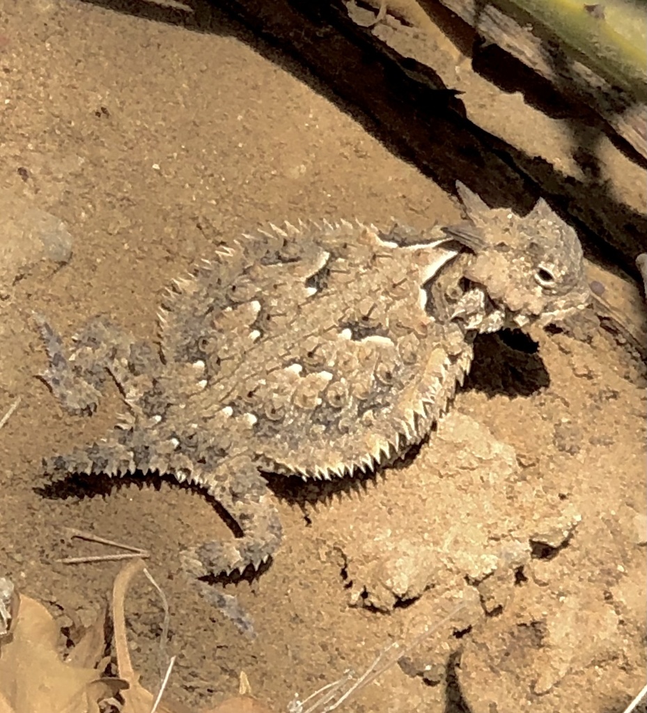 Coast Horned Lizard from La Paz, BCS, MX on May 19, 2022 at 09:11 AM by ...