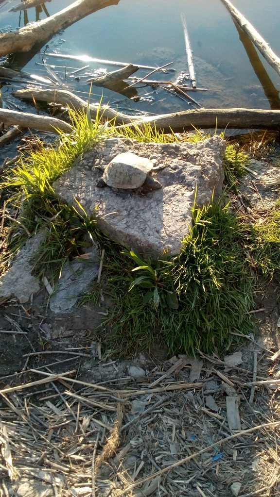 Common Snapping Turtle in May 2020 by Sindy Vee. A snapping turtle ...