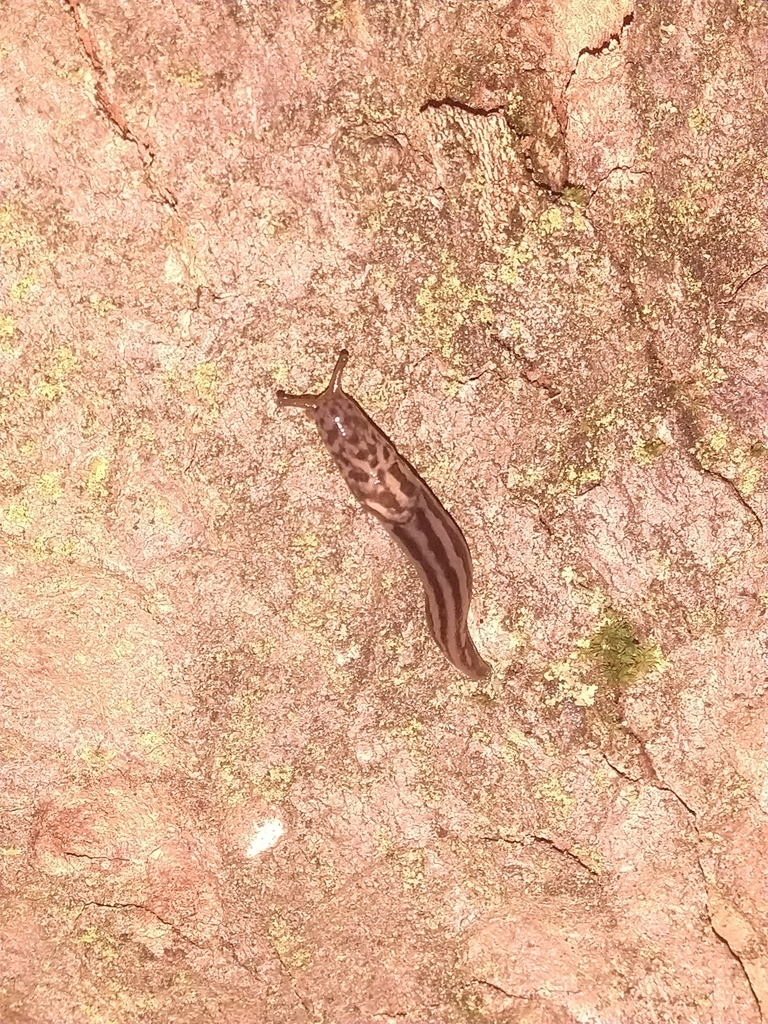 Leopard Slug from Somerton, Philadelphia, PA 19116, USA on May 19, 2022 ...